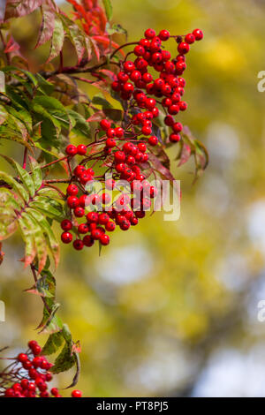 Autumn colourful leaves background, close up Stock Photo - Alamy
