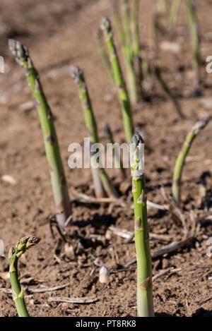Fresh Asparagus Growing in Organic Garden Stock Photo - Alamy