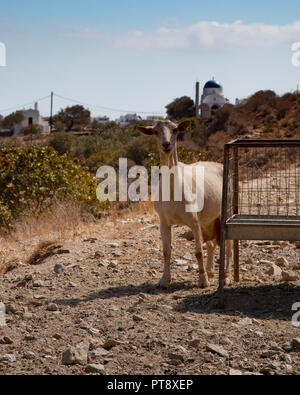 A goat stands in its field on the Greek island of Sifnos in the ...