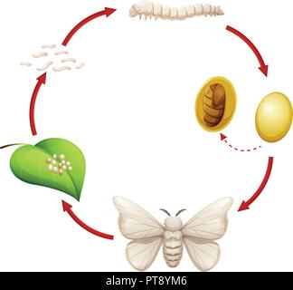 Worm cartoon life cycle Stock Vector Image & Art - Alamy