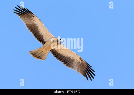 Booted Eagle (Hieraaetus pennatus), light morph juvenile in flight seen ...