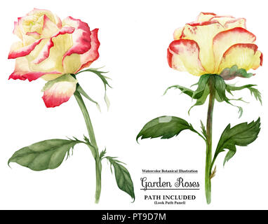 Creamy yellow roses with red tips. Watercolor illustartion, isolated ...