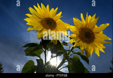 Eilte, Lower Saxony. 08th Oct, 2018. In full bloom sunflowers stand on ...