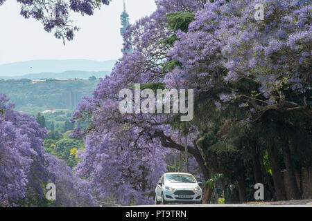 Pretoria, South Africa. 8th October, 2018. Jacaranda trees turns ...