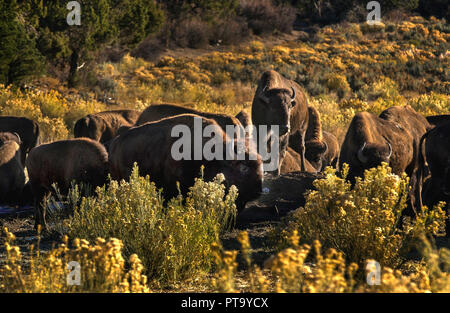 Utah, USA. 5th Oct, 2018. A heard of bison meaner in a valley about ...