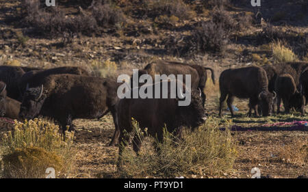 Utah, USA. 5th Oct, 2018. A blast of reds covers some trees as fall ...