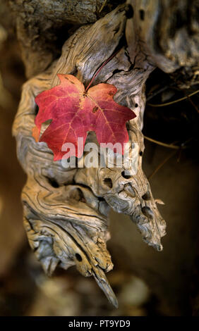 Utah, USA. 5th Oct, 2018. A heard of bison meaner in a valley about ...