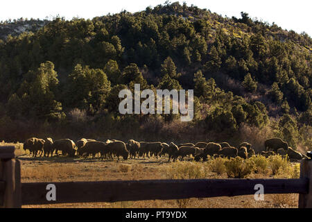 Utah, USA. 5th Oct, 2018. A blast of reds covers some trees as fall ...