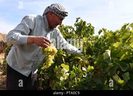 Sweida, Syria. 8th Oct, 2018. A farmer harvests grapes at his orchard ...