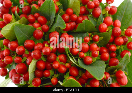 Red berry hypericum with green leaves in bouquet Stock Photo - Alamy