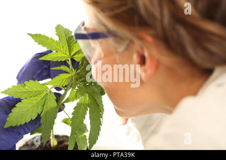 Plant in laboratory medical marijuana cannabis oil Stock Photo - Alamy