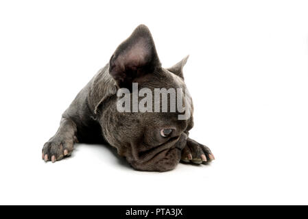 Wide angle shot of an adorable French bulldog - studio shot, isolated ...