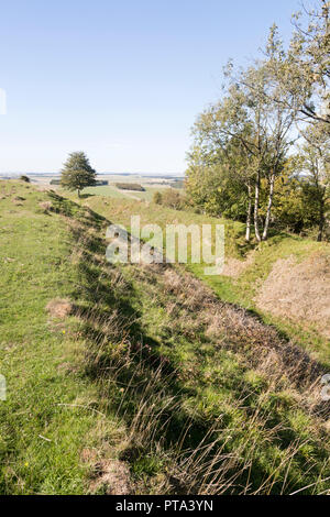 Sidbury Camp or Sidbury Hill Iron Age hill fort, Haxton Down, near ...