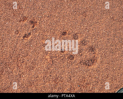 Footprint of traditional soccer cleats shoe cleats in dry red clay of ...