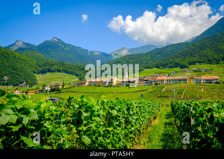 Summer Switzerland valley landscape with vineyards at foreground Stock ...