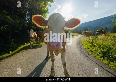 Cows dammed the mountain road at Swiss mountains Stock Photo - Alamy