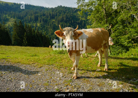 Cows dammed the mountain road at Swiss mountains Stock Photo - Alamy