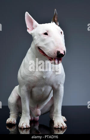 Studio shot of an adorable Bull terrier standing on grey background ...
