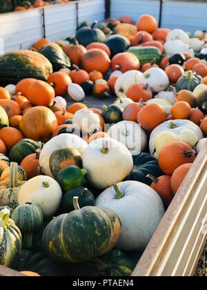 Colorful pumpkins on a tractor trailer in the summer against bright ...