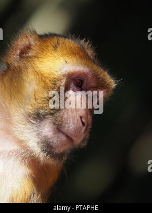 Barbary macaque portrait, Salem, Affenberg, Germany Stock Photo - Alamy