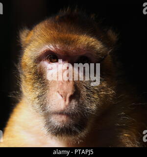 Barbary macaque portrait, Salem, Affenberg, Germany Stock Photo - Alamy