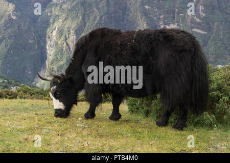 Yak animal in the Nepalese mountains, Nepal Stock Photo - Alamy