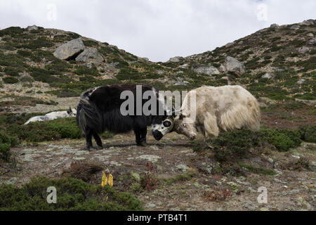Yak animal in the Nepalese mountains, Nepal Stock Photo - Alamy
