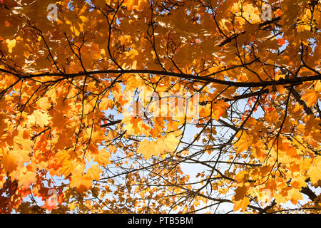 Beautiful composition of yellow and orange autumn leaves on the sun ...
