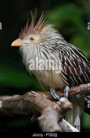 Guira Cuckoo (guira guira Stock Photo - Alamy