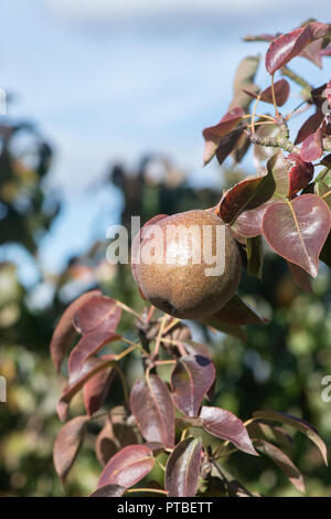 Pyrus communis 'Black Worcester'. Pear blossom 'Black Worcester'against ...