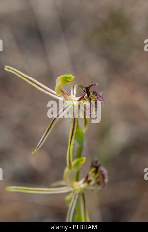 Caladenia barbarossa, Dragon Orchid Stock Photo - Alamy