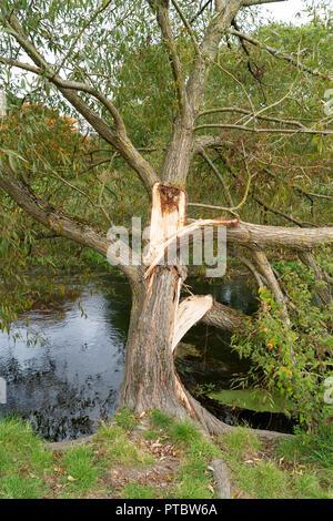 Branch splitting from tree trunk Stock Photo - Alamy