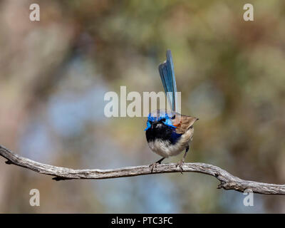 Purple-backed Fairywren - Malurus assimilis bird native to Australia ...