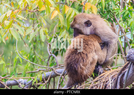 Warm hugging monkeys on treetop. Monkey family is hugging each other ...