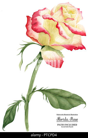 Creamy rose with red tips. Watercolor illustartion, isolated, path ...