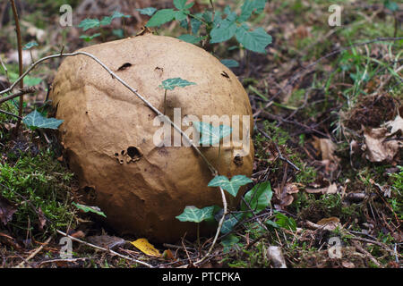 Old giant puffball Stock Photo - Alamy
