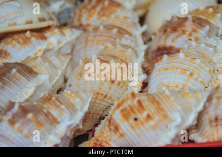 rare sea shells on sale in Dare Salaam market , Tanzania Stock Photo ...