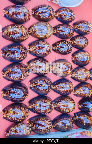 Teeth of tiger cowry (Cypraea tigris) seashell on black background ...