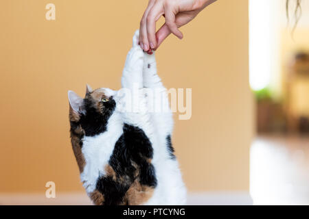 Calico cat standing on two legs in studio and extending a paw in the ...