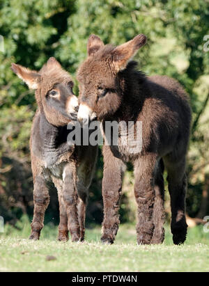 Sutton Poyntz in Dorset, UK. 9th October, 2018. Donkeys and their foals ...