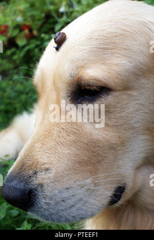 close up of blond golden retriever puppy with rustic wood background ...