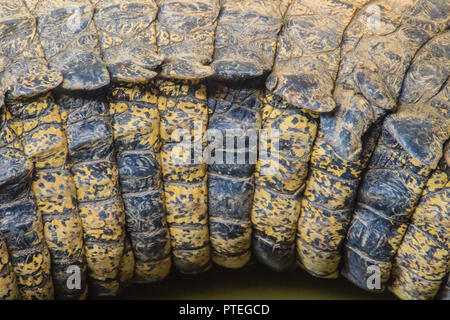 Alive crocodile tail pattern from the living body for background ...