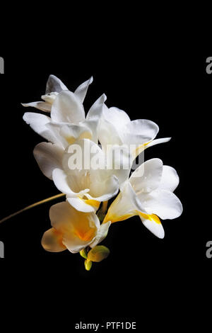 Closeup of orange and yellow freesia flowers isolated against white ...