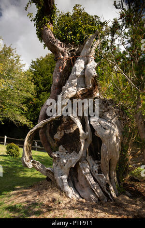 The ancient yew trees at Saint Mary the Virgin Church Overton on Dee ...