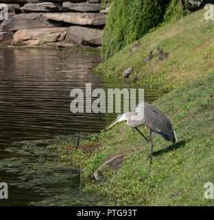 A great blue heron bird scratching its head at the beach Stock Photo ...