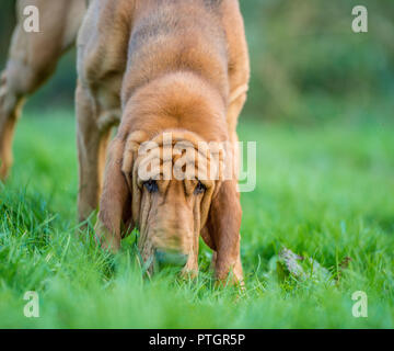 bloodhound sniffing out Stock Photo - Alamy