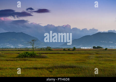 Caroni Rice Fields in the morning Stock Photo - Alamy