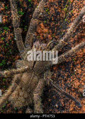 Brazilian Wandering Spider, Banana Spider, Brazilian Wandering Spiders ...