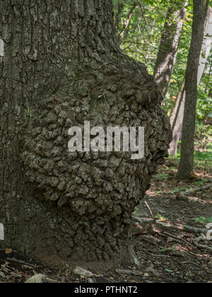 Large tree burr in forest viewed through trees in late fall Stock Photo ...