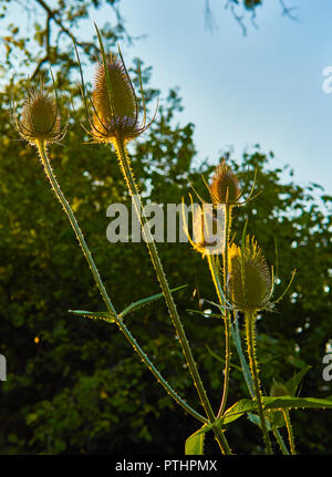 Thistle,thistle, weed, prick, prickle, prickly, spikes, spike, spikey ...